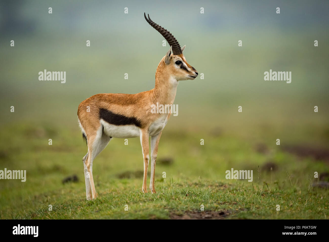 Standing gazelle in plain hi-res stock photography and images - Alamy