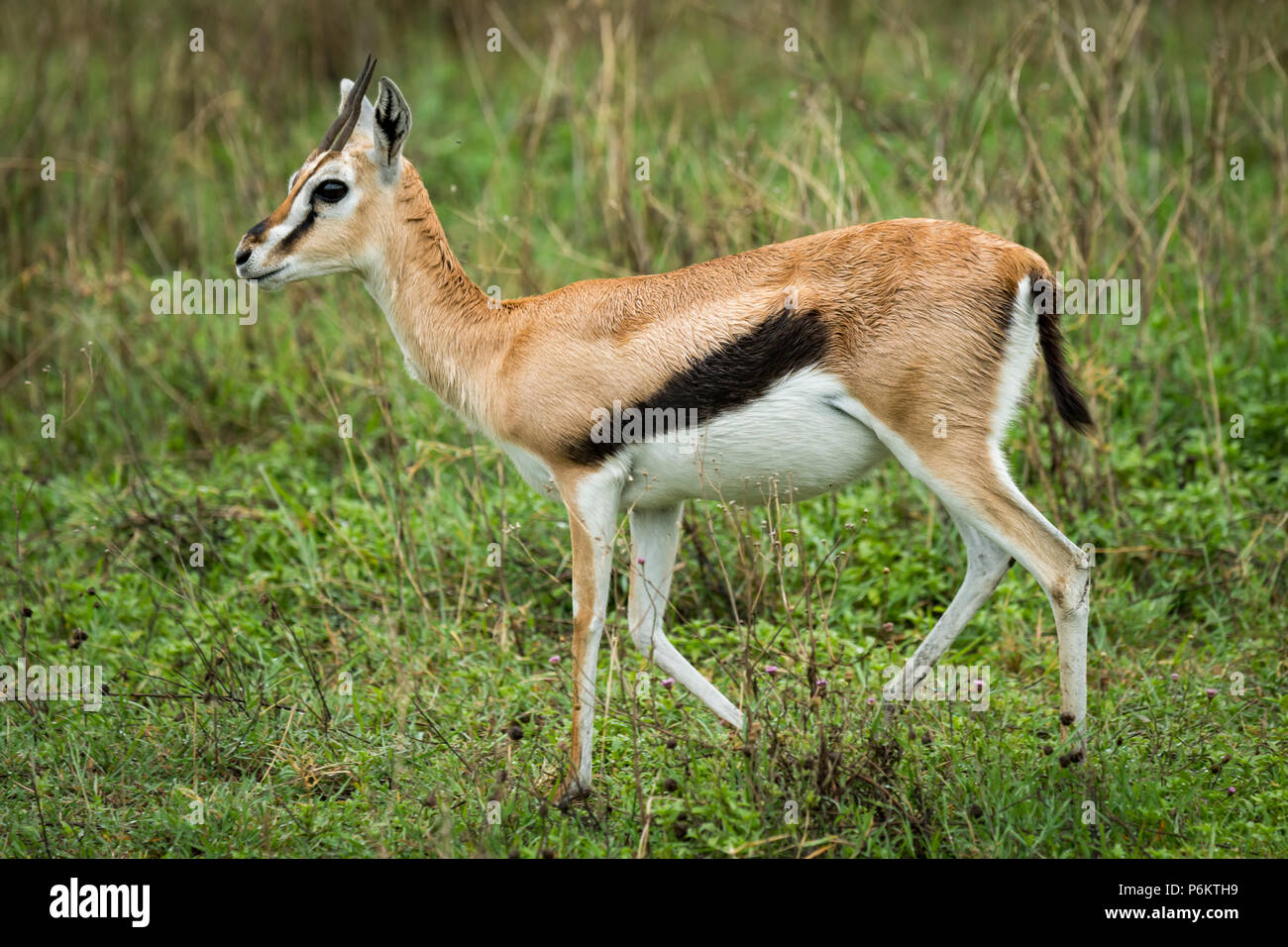 Thomson gazelle walks right-to-left through tall grass Stock Photo - Alamy