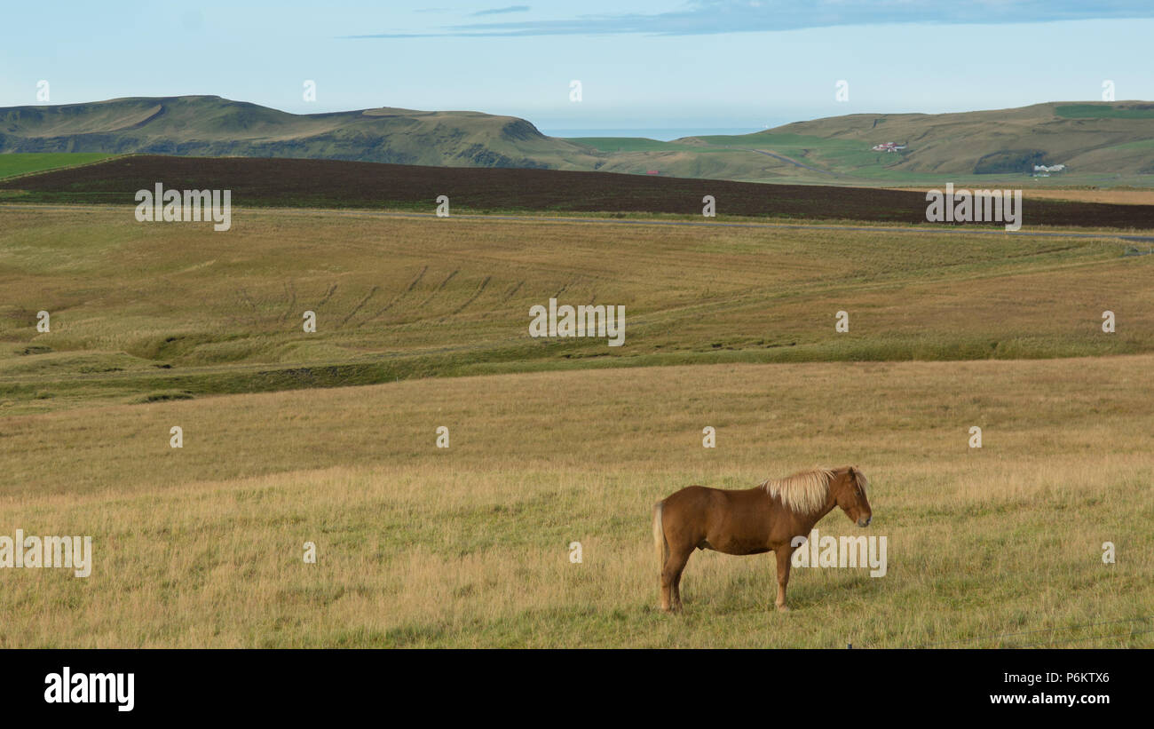 Iceland horse tradition hi-res stock photography and images - Alamy