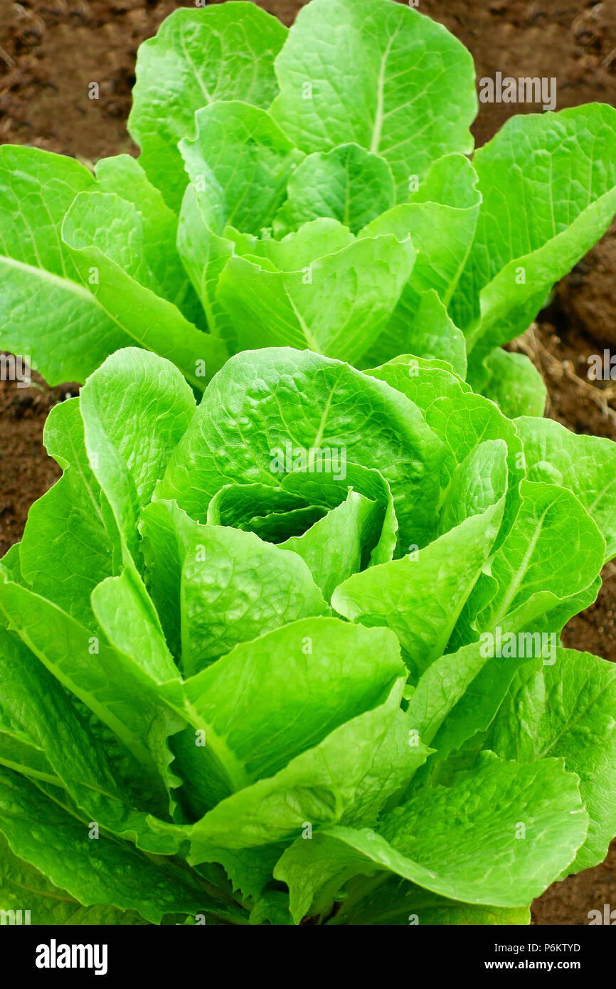 Closeup of fresh green organic lettuce on the soil Stock Photo - Alamy