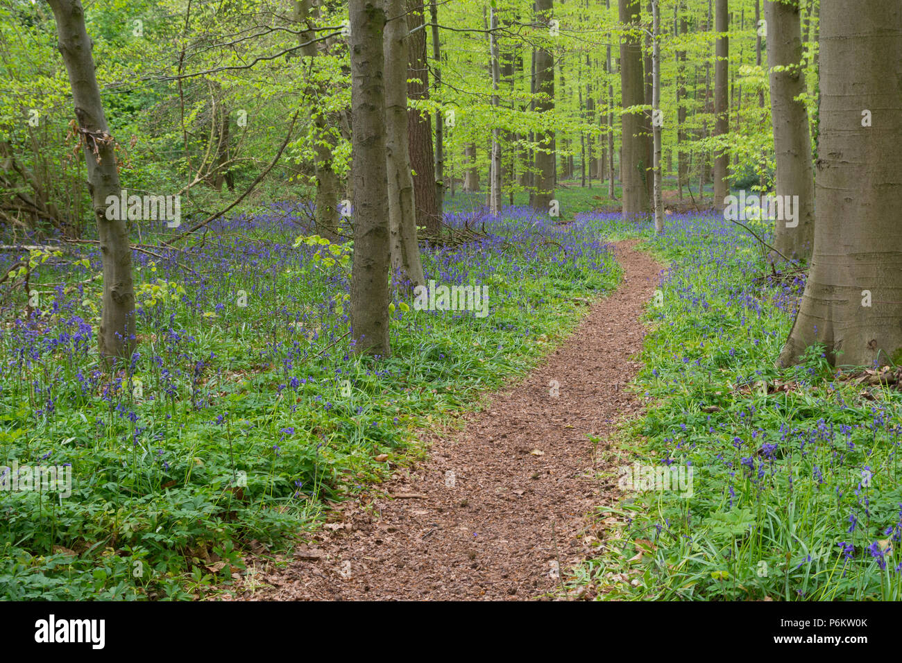 Flowering Hallerbos in Belgium Stock Photo - Alamy