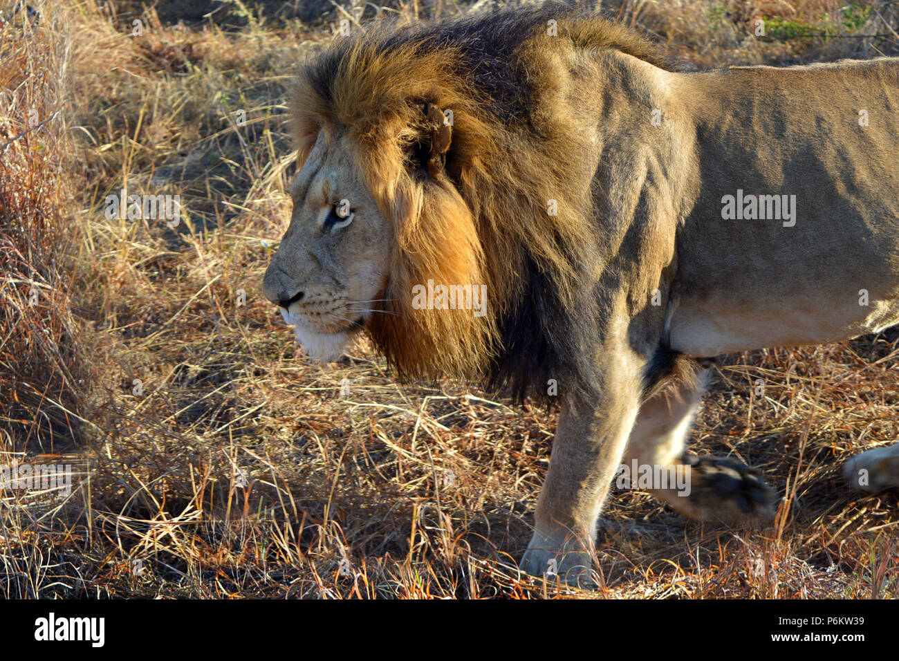 Lion is walking in savannah in the morning Stock Photo - Alamy