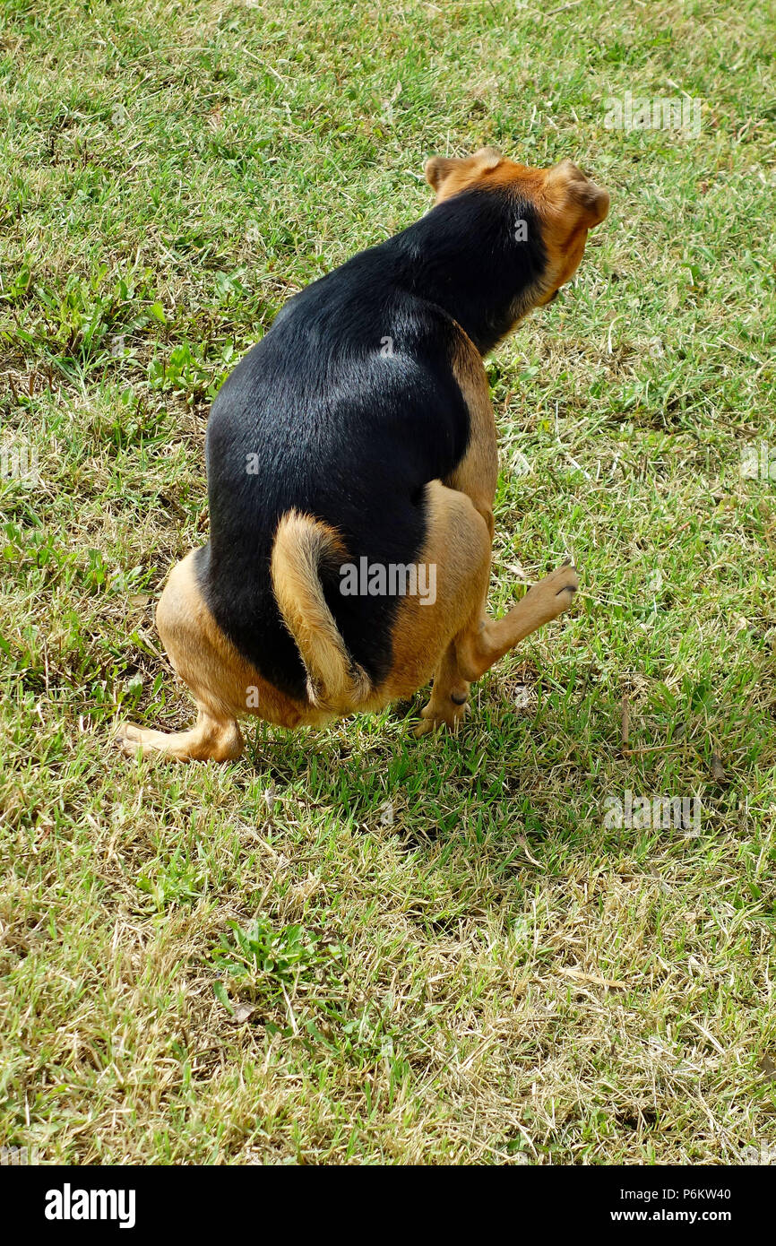 Back View Of Small Dog Urinating On The Grass Stock Photo Alamy