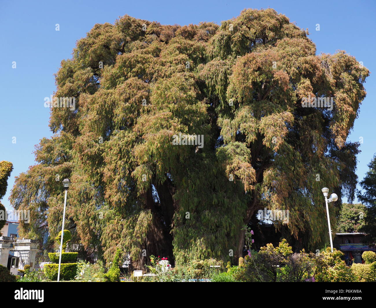 Montezuma cypress tree at Santa Maria del Tule city with the stoutest ...