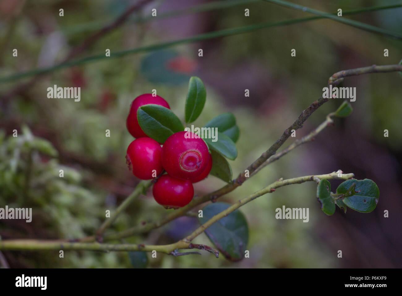 Red berries of cranberries in late summer at the Sumy region in Ukraine ...