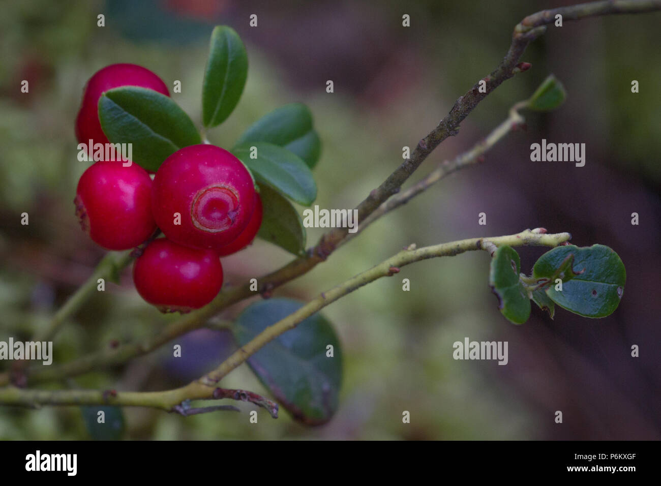 Red berries of cranberries in late summer at the Sumy region in Ukraine ...