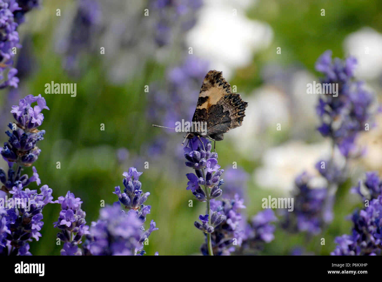 Butterfly on lavender Stock Photo - Alamy