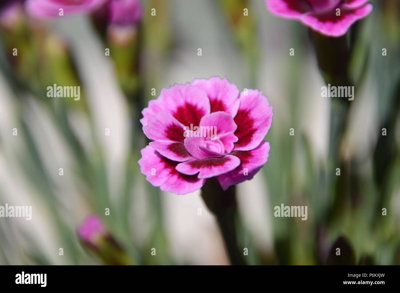 Pink kisses hi-res stock photography and images - Alamy