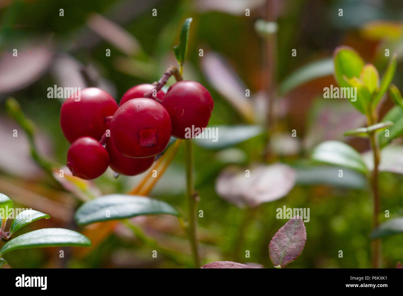 Dwarf cranberry hi-res stock photography and images - Alamy