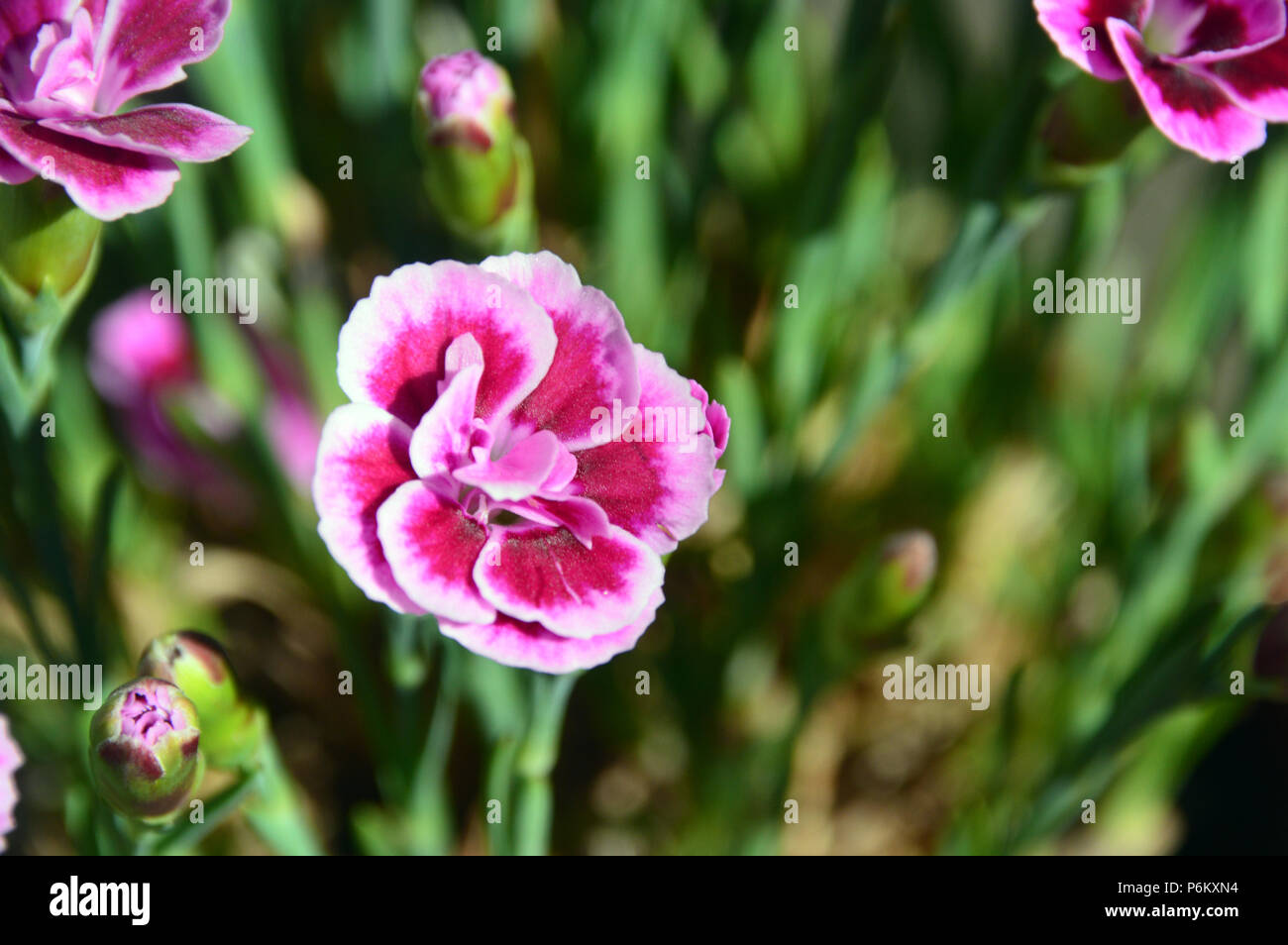 Dianthus pink kisses flowers hi-res stock photography and images - Alamy