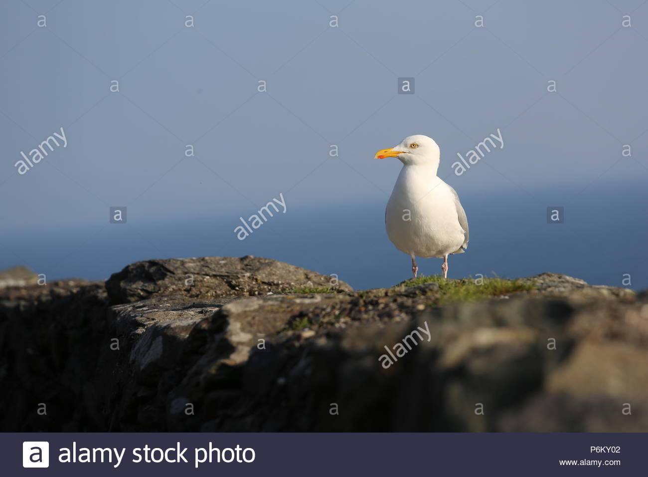 A gull sits on a wall as the sun goes down at Slea Head Stock Photo - Alamy