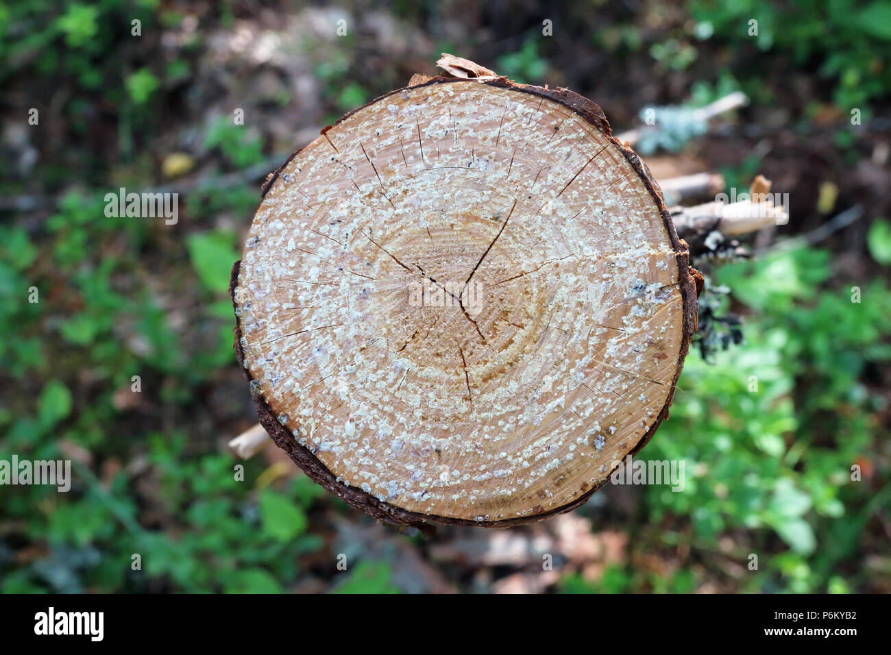 conifer cut tree Stock Photo - Alamy