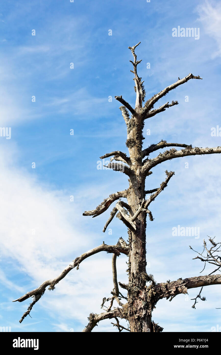 Barkless tree hi-res stock photography and images - Alamy