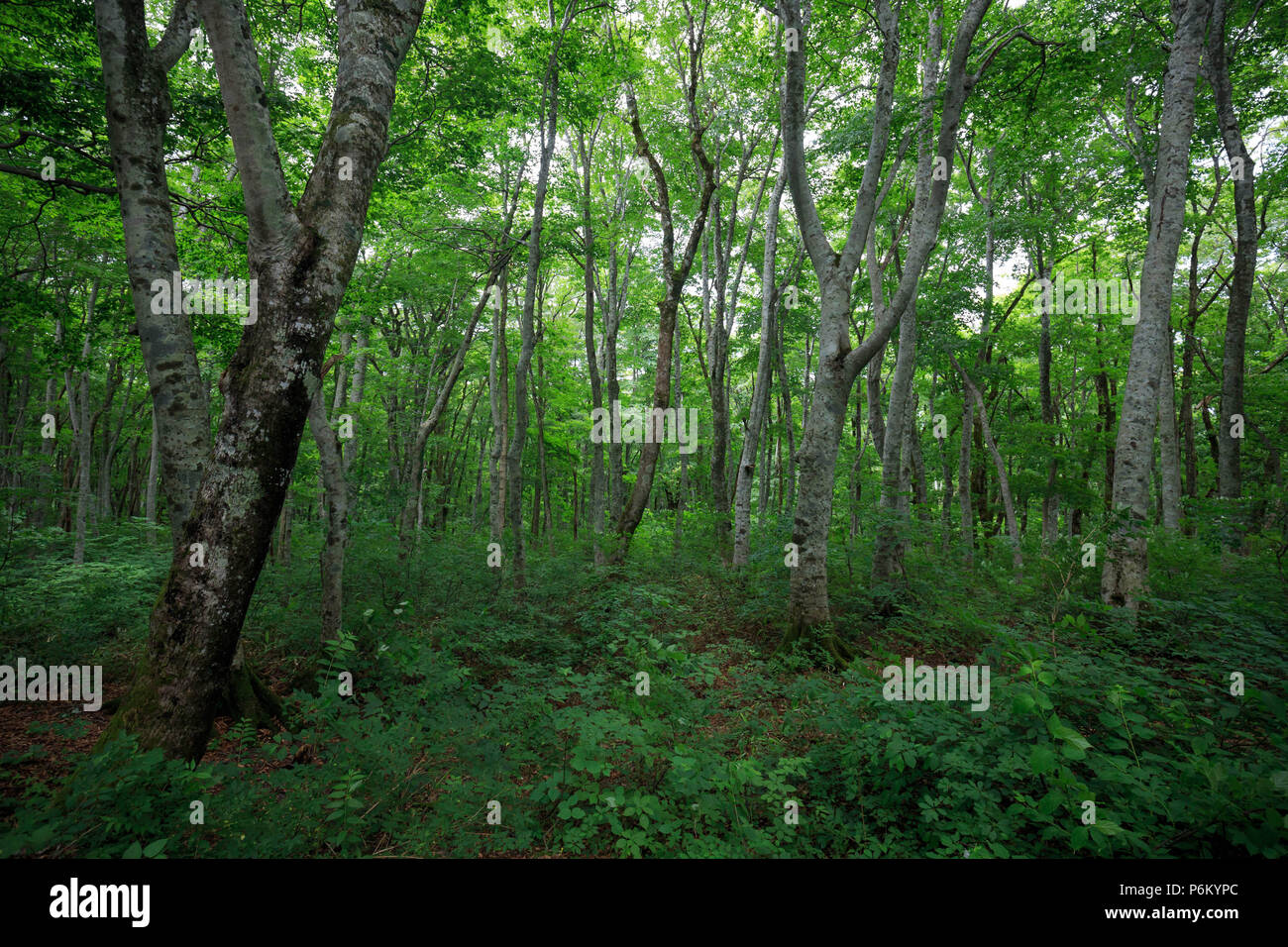 Green beech tree forest on Mt. Daisen in Tottori, Japan Stock Photo - Alamy