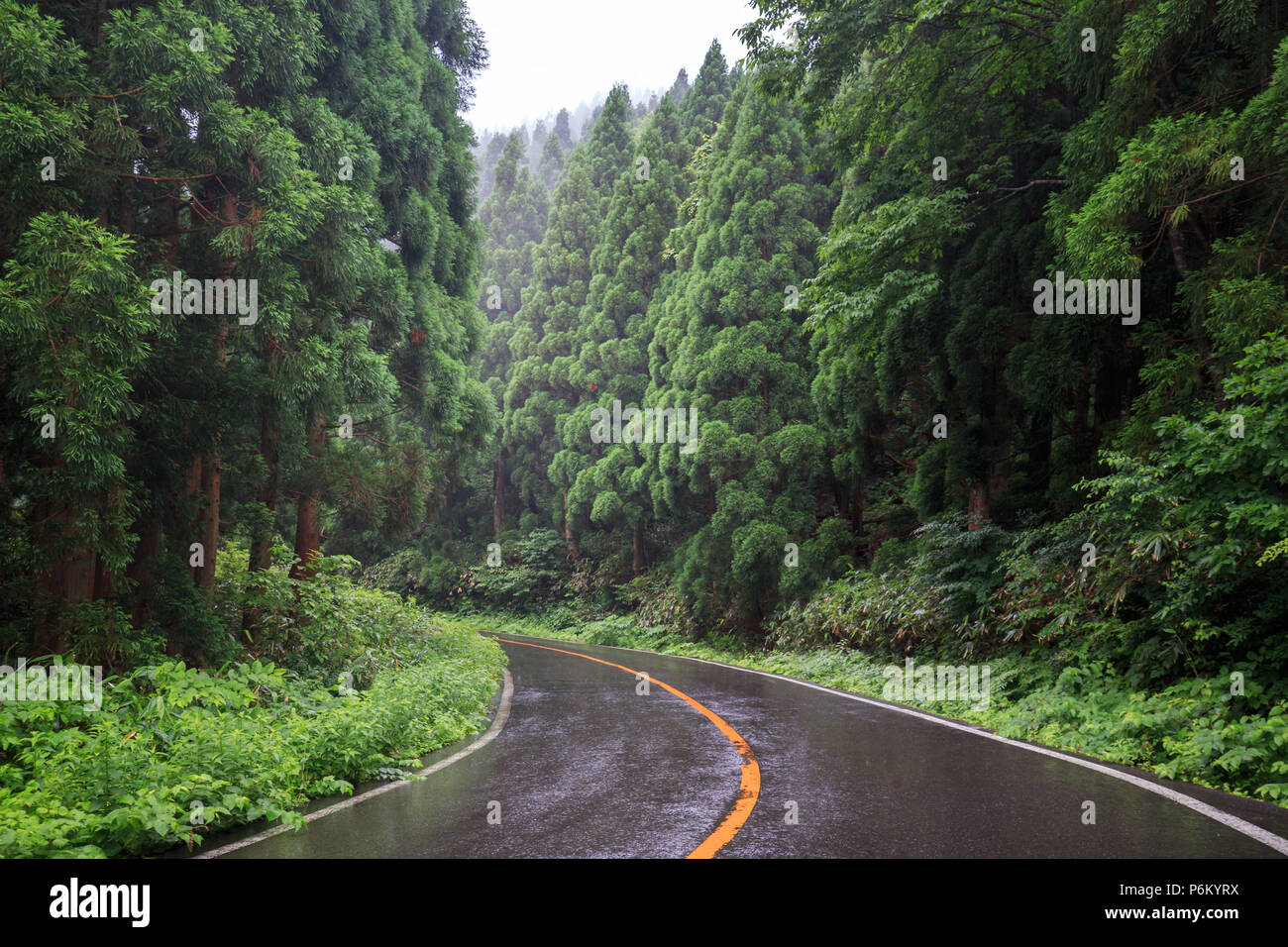 Road curves through beautiful green mountain forest on rainy day Stock ...