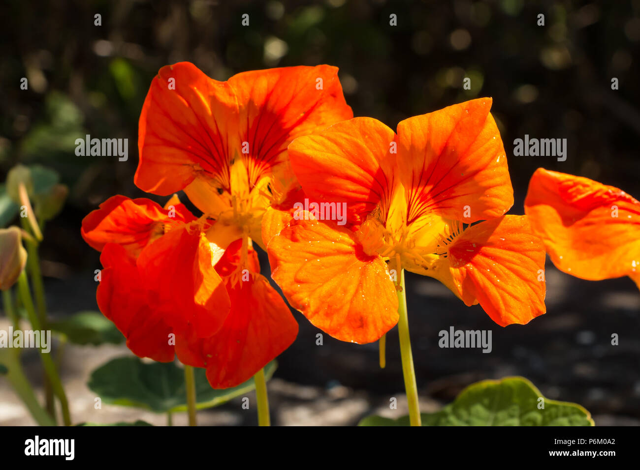 Edible orange flowers hi-res stock photography and images - Alamy