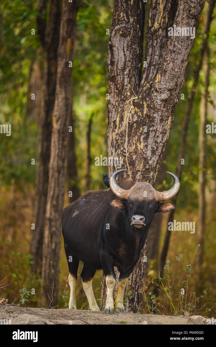 Indian bison face hi-res stock photography and images - Alamy