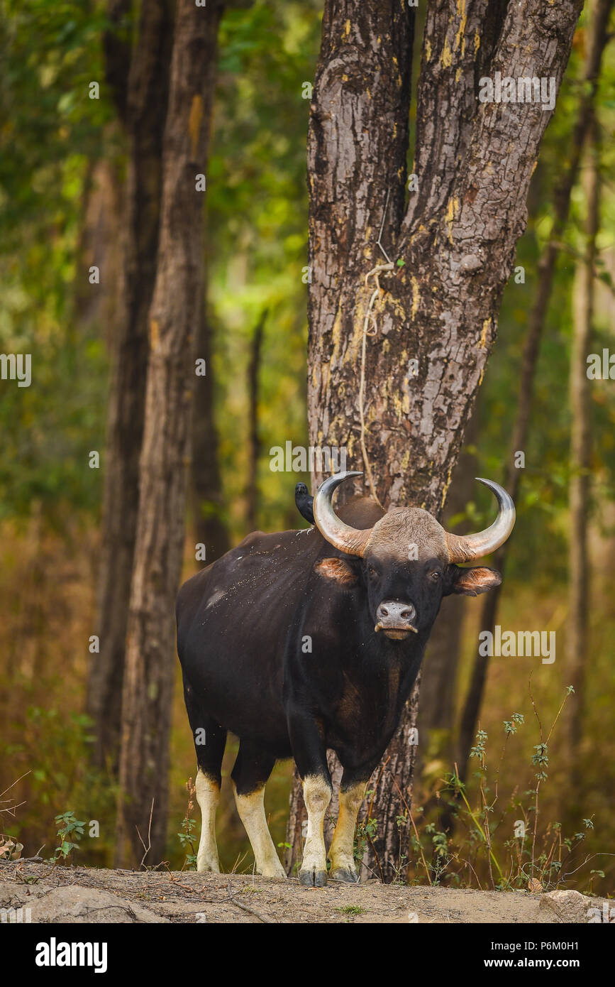 Indian Bison or Gaur at Kanha National Park Stock Photo - Alamy