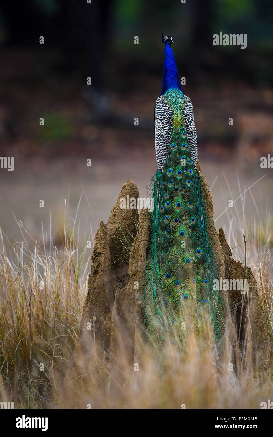 India kanha national park peacock hi-res stock photography and images ...