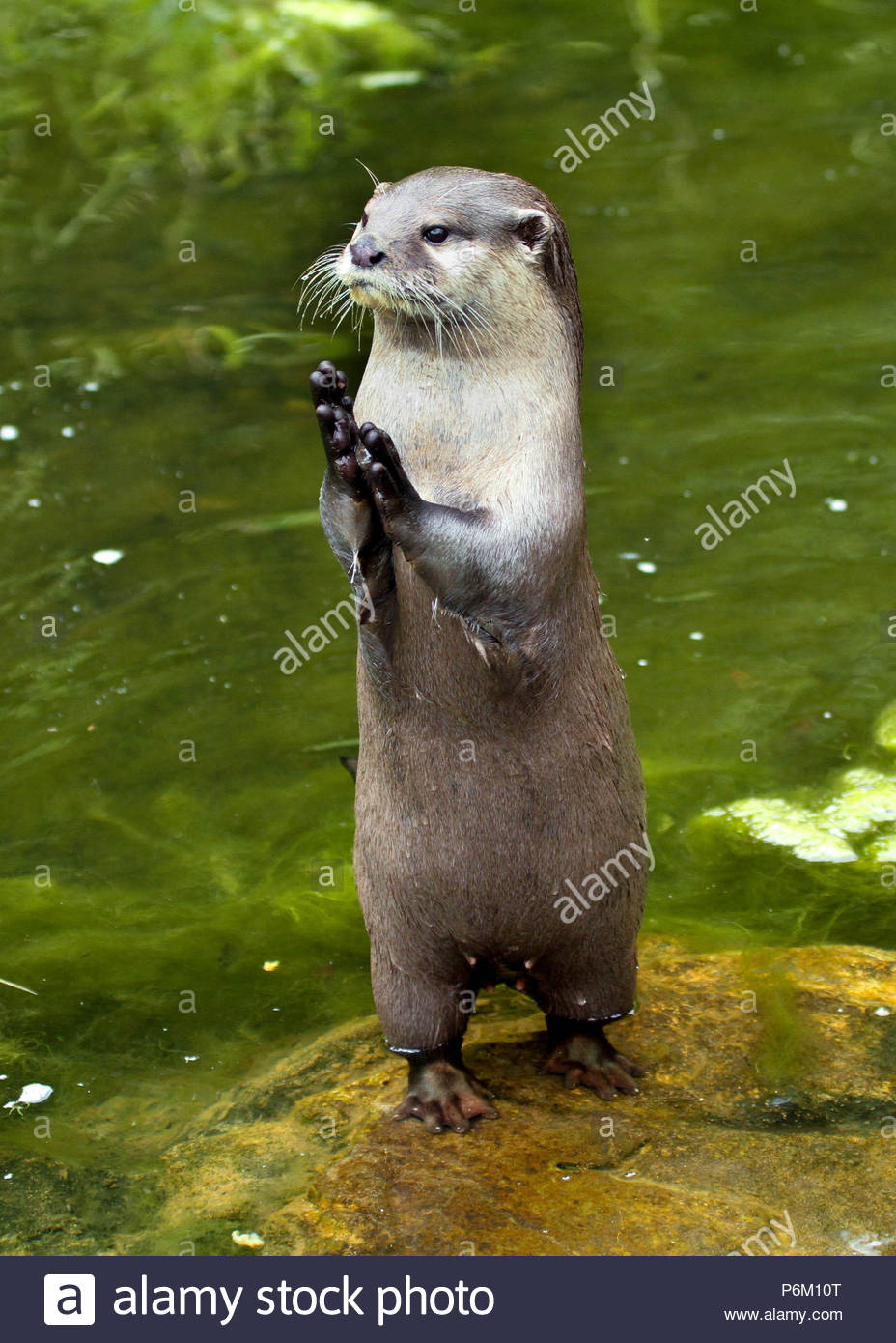 Anthropomorphism Stock Photos & Anthropomorphism Stock Images - Alamy