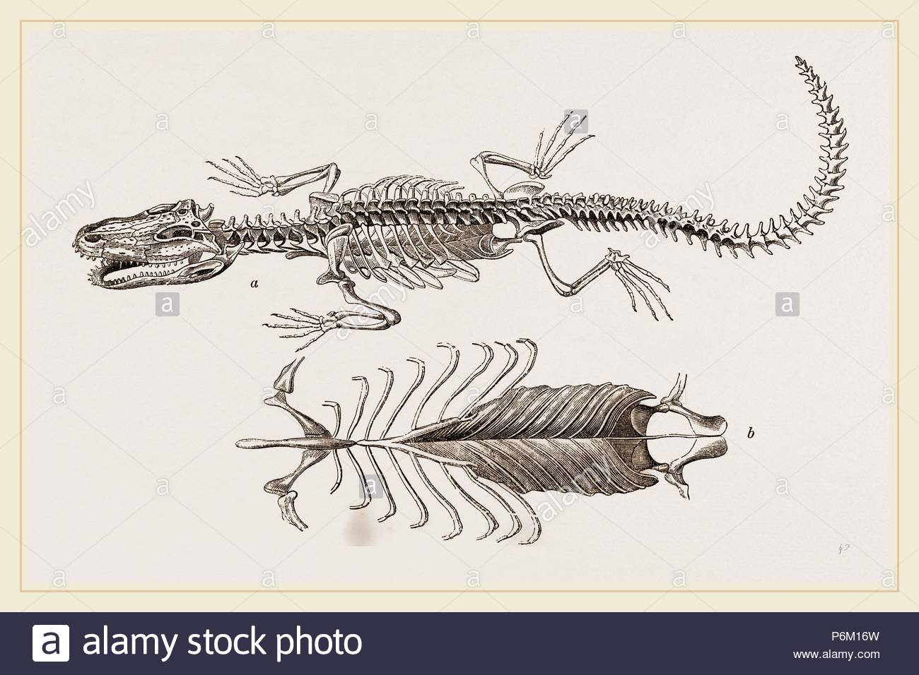 Alligator Skeleton Stock Photos & Alligator Skeleton Stock Images - Alamy