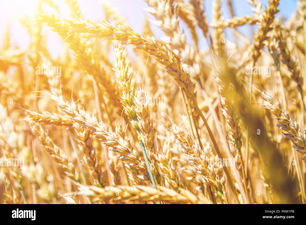 Wheat field. Ears of golden wheat close up. Beautiful Nature Sunset ...