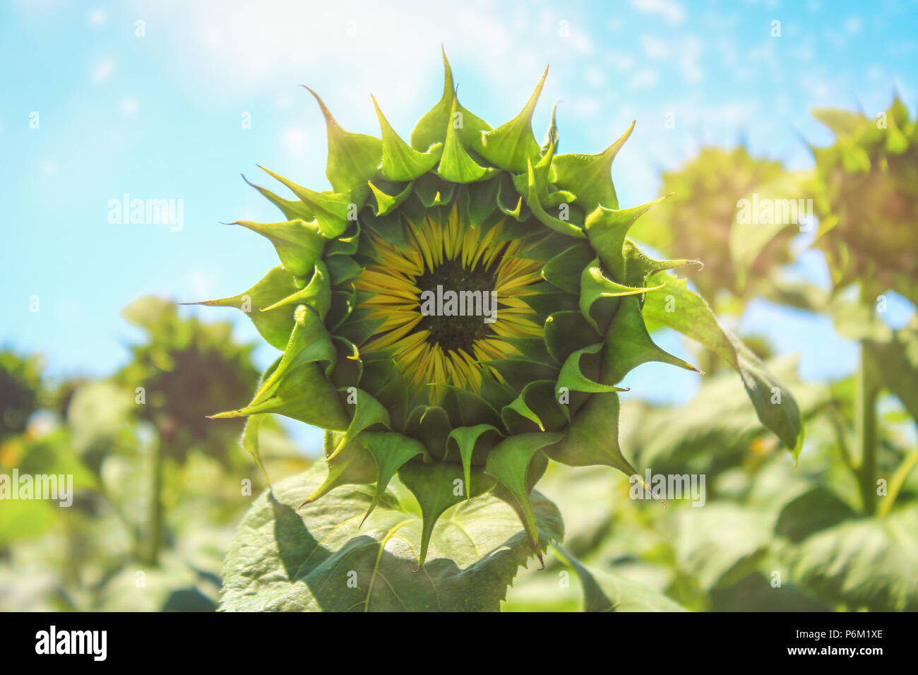 Sunflowers texture and background for designers. Macro view of ...