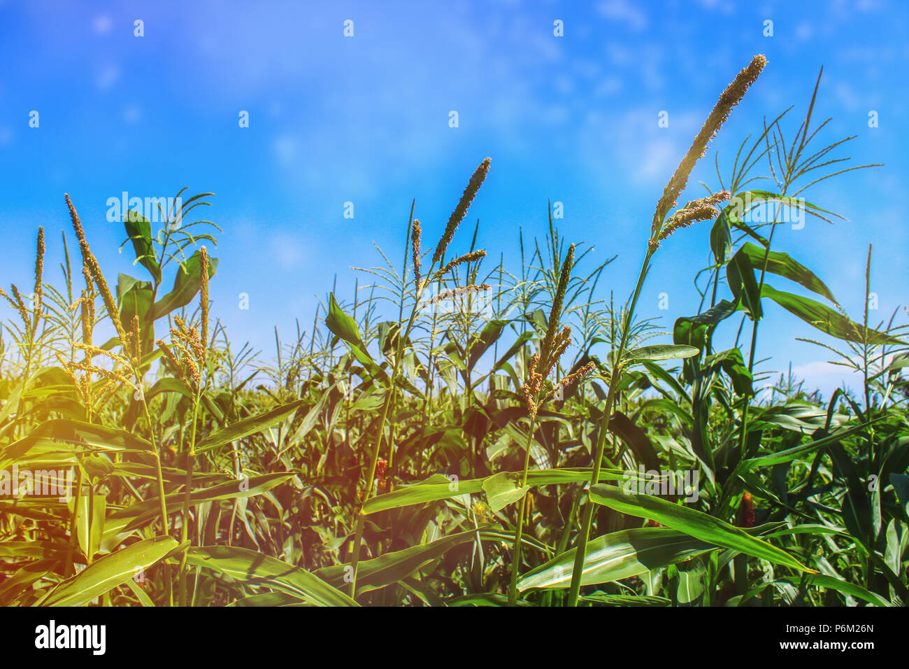 Green juicy leaves of young corn in the field, closeup. Agricultural background Stock Photo - Alamy