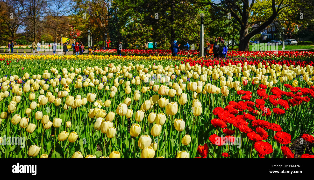 Ottawa, Canada - May 15, 2017. People visit tulip flower garden of ...