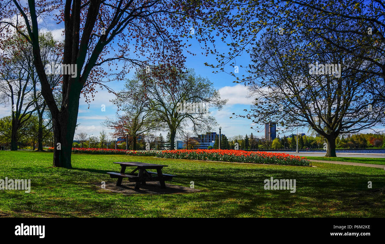 Trees at spring time in the city park of Ottawa, Canada Stock Photo - Alamy