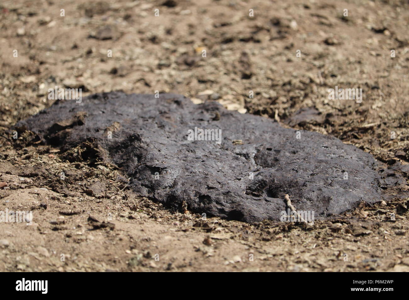 Cow Pat High Resolution Stock Photography and Images - Alamy