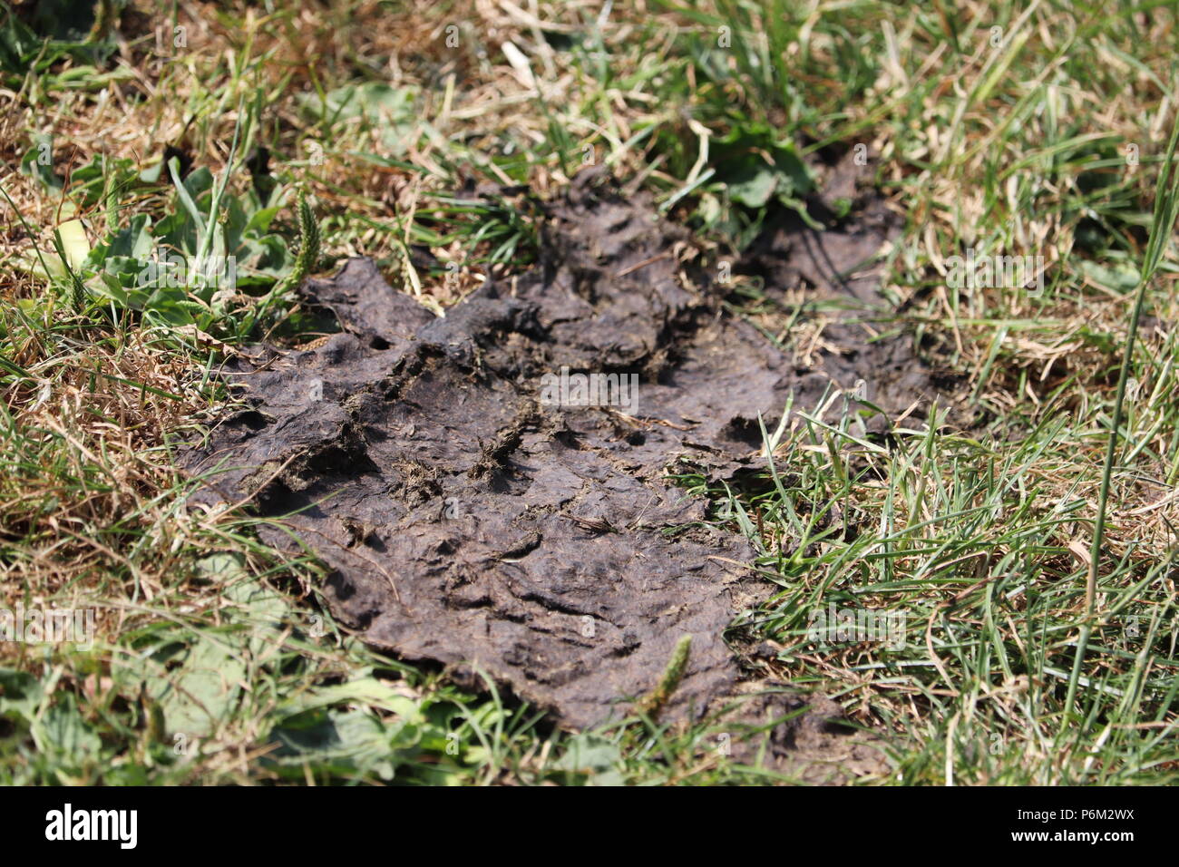 Cow Pat High Resolution Stock Photography and Images - Alamy
