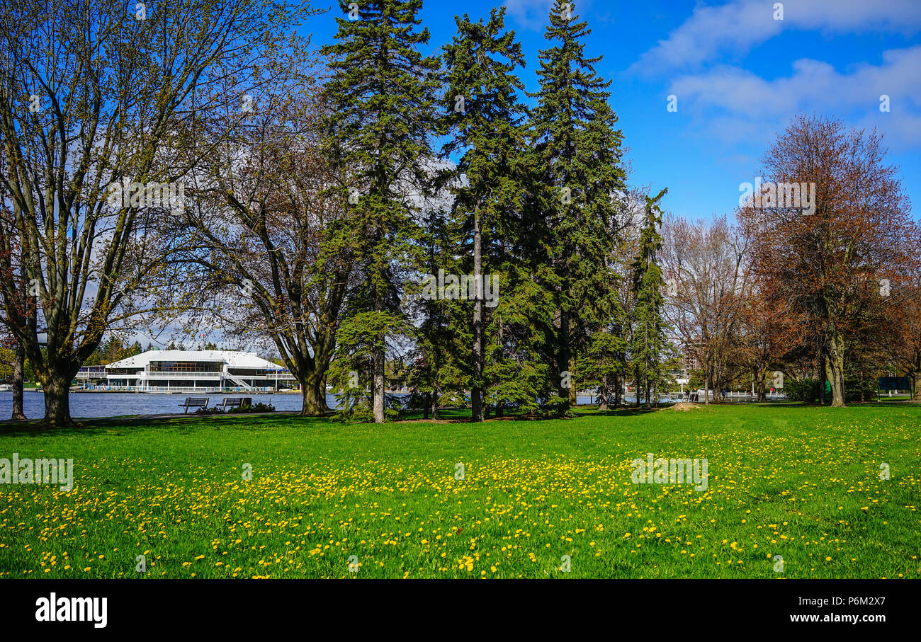 Trees at spring time in the city park of Ottawa, Canada Stock Photo - Alamy
