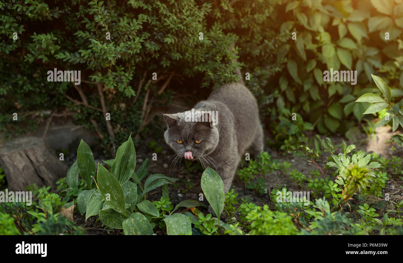Cat garden backlight hi-res stock photography and images - Alamy