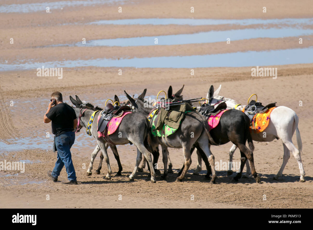 Donkeys Donkey Rides Blackpool Beach Seaside Sand Resort Coast Coast ...