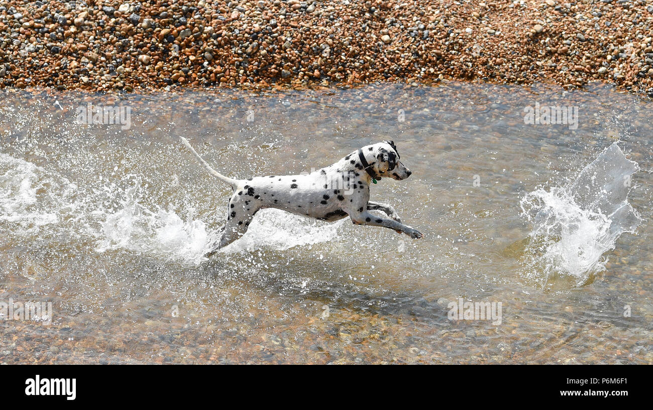 Brighton UK 1st July 2018 - A Dalmatian enjoys splashing around on ...