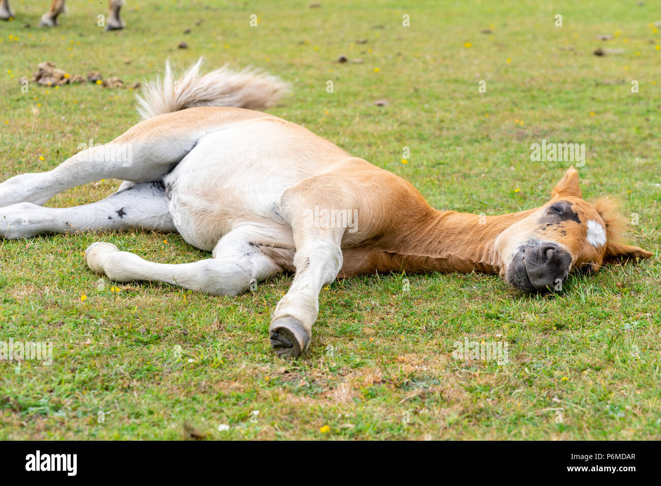 Tired Pony High Resolution Stock Photography and Images - Alamy