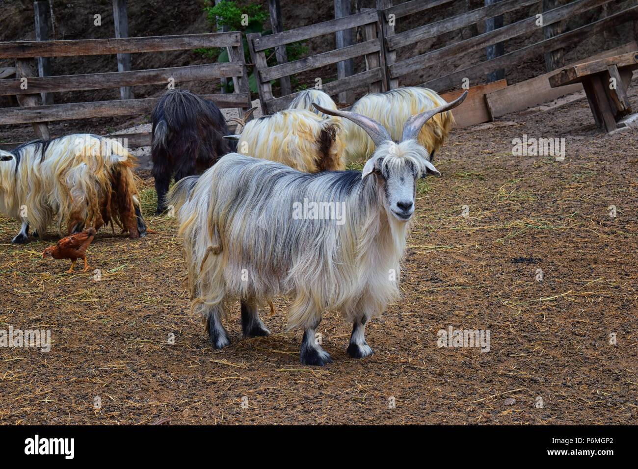 Miniature long haired pet goats with horns in rural farm by zipline ...