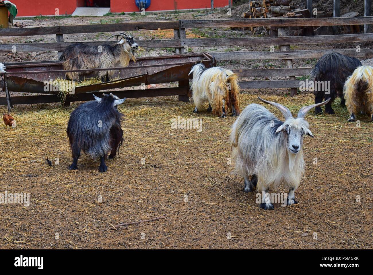 Goats and animal skins hi-res stock photography and images - Alamy