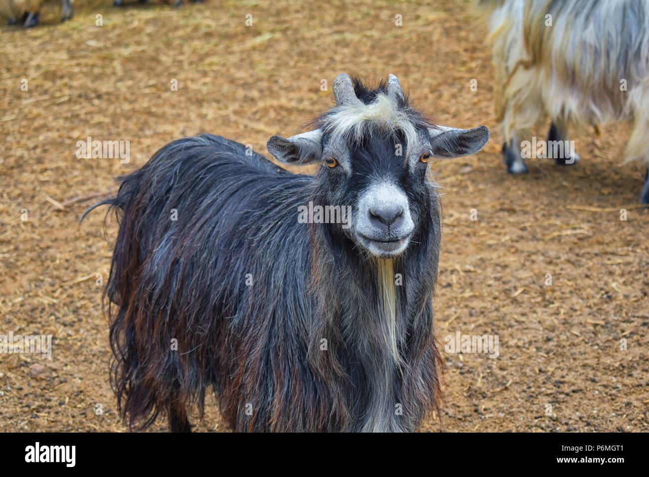 Miniature long haired pet goats with horns in rural farm by zipline ...