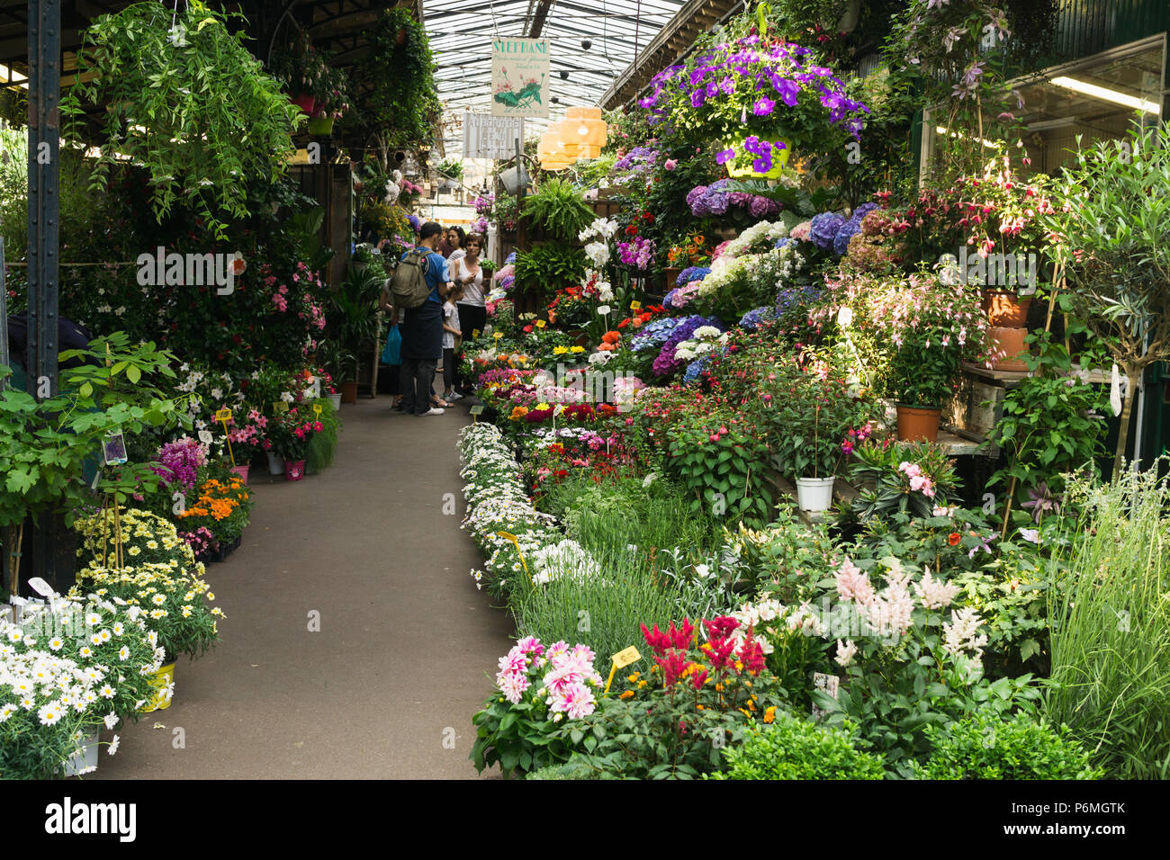 Plants and flowers sold at flower market (Marche aux Fleurs) on Ile de ...