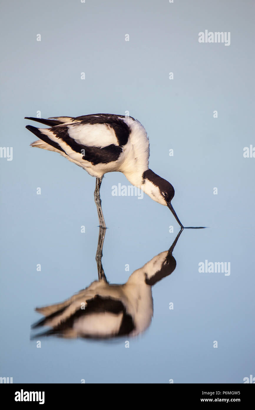 Avocet; Recurvirostra avosetta; feeding Stock Photo - Alamy