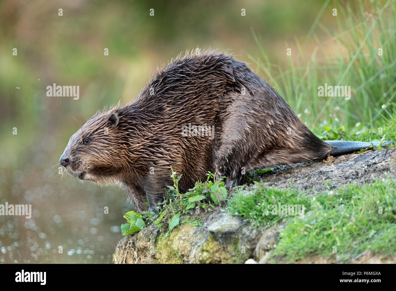 Wet beaver hi-res stock photography and images - Alamy