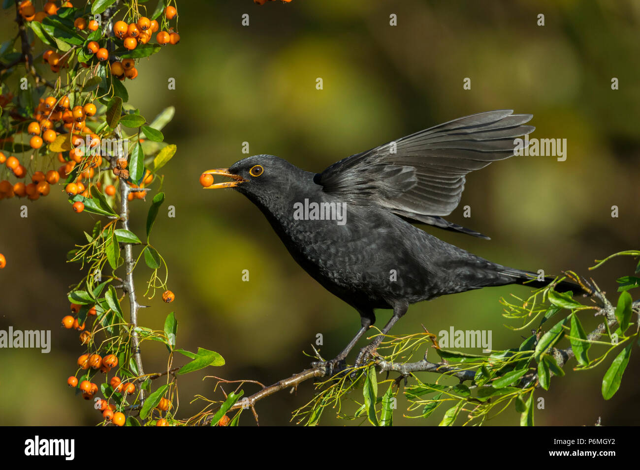 Bird eating berries hi-res stock photography and images - Alamy
