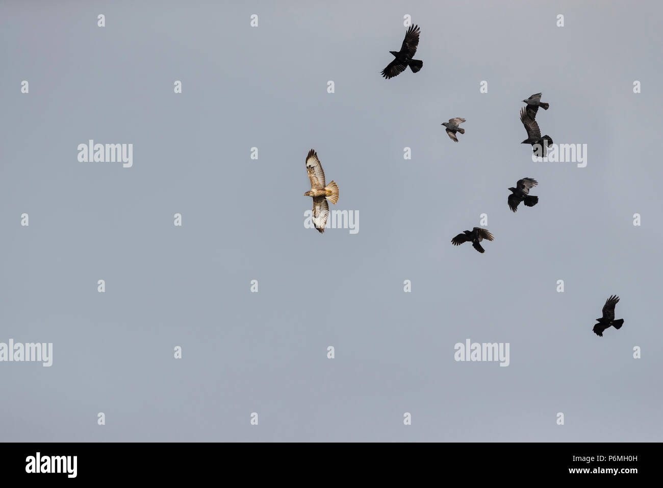 Mobbing bird uk hi-res stock photography and images - Alamy