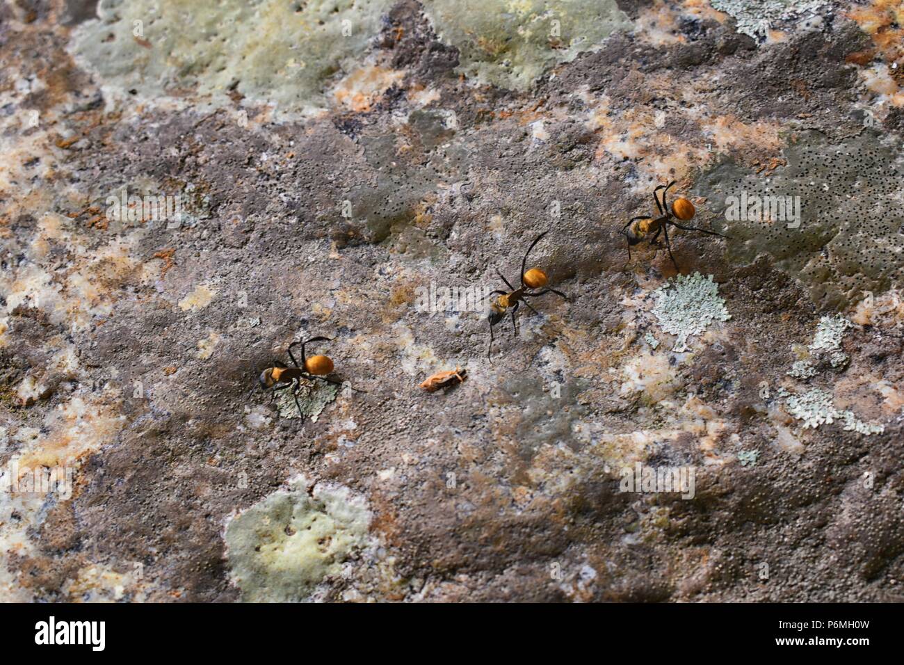Golden carpenter ants, macro view, following each other in a row on ...