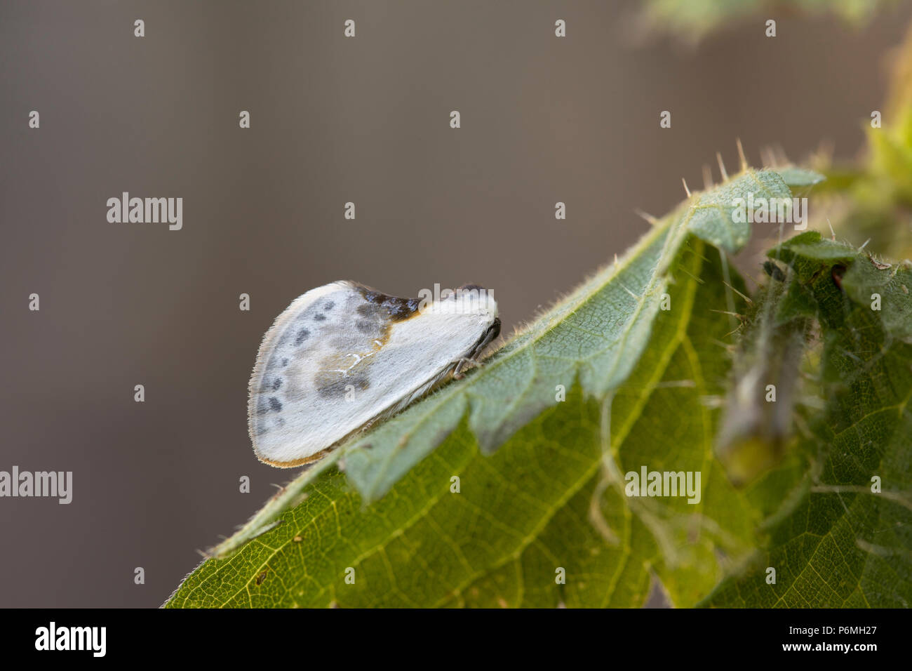 Chinese Character Moth; Cilix glaucata Single on Leaf Cornwall; UK ...