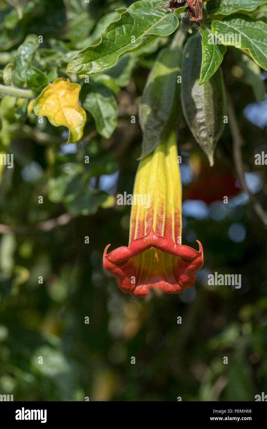 Trumpets hi-res stock photography and images - Alamy