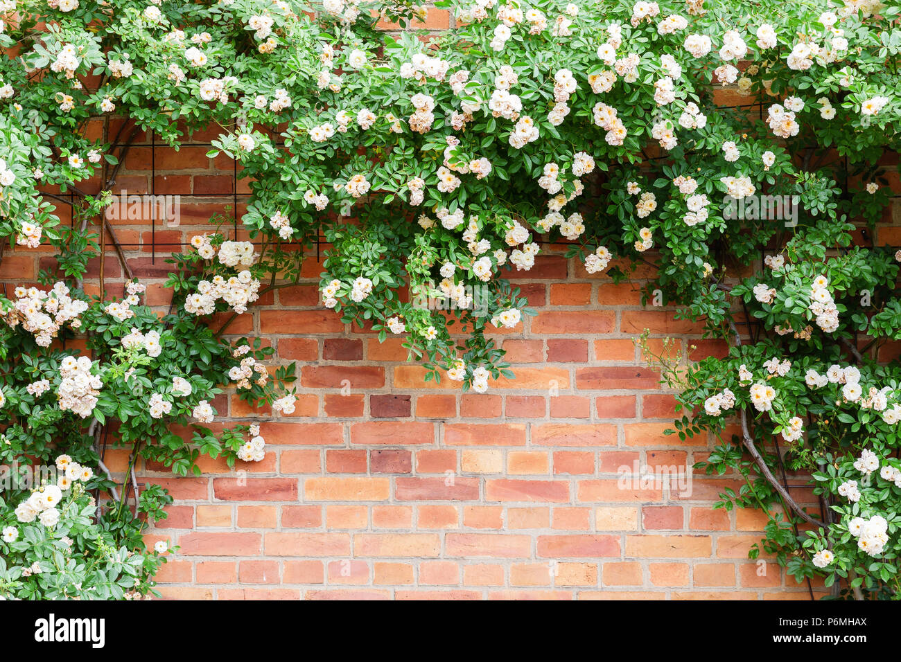 picture of a brick wall framed by climbing roses Stock Photo - Alamy