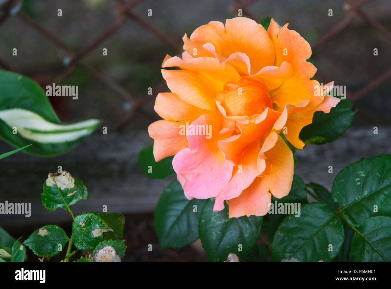 Beautiful peach color flower hi-res stock photography and images - Alamy